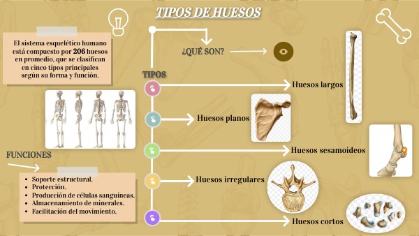 Tipos de huesos | Genially