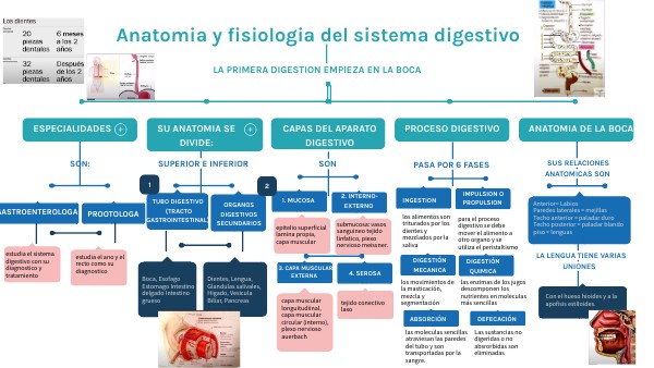 anatomia | Genially