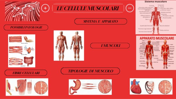 Classe_2FS_Mucollari_El_LeCelluleSpecializzate_AS2324_ImmagineInteratt