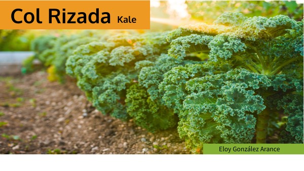 Kale