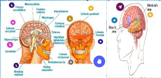 BRAIN GRAPHIC ORGANIZER