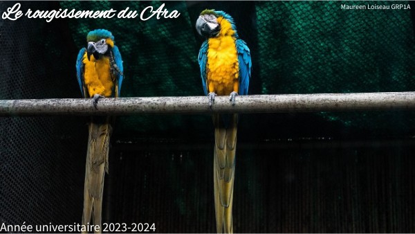 le rougissement du Ara