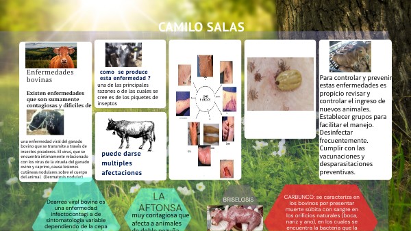 SALUD ANIMAL | Genially