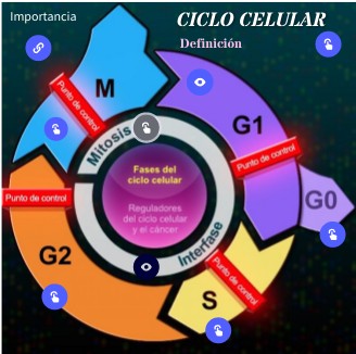CICLO CELULAR | Genially