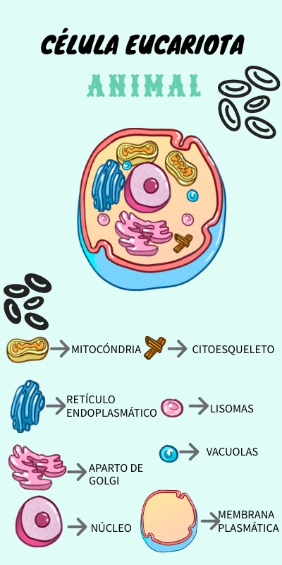 INFOGRAFÍA DE LA CÉLULA | Genially