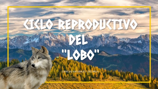 Ciclo Reproductivo de los Lobos