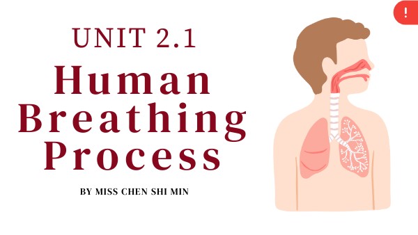 Human Breathing Process