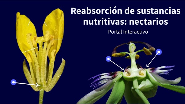 Reabsorción de sustancias nutritivas: nectarios