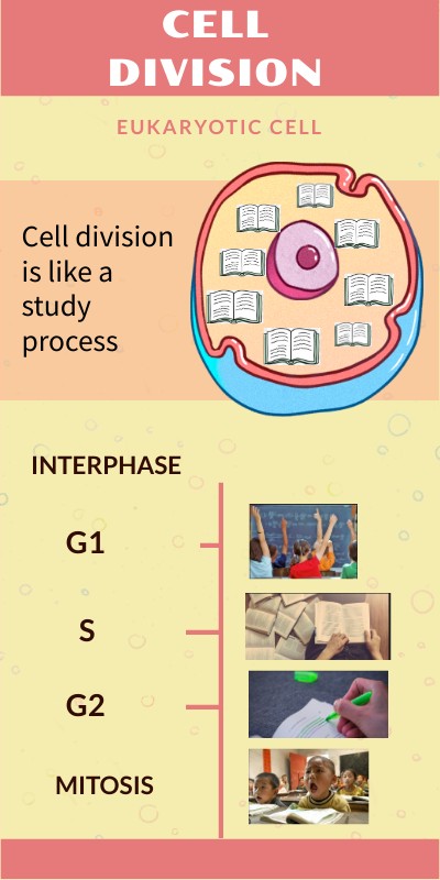 CELL DIVISION