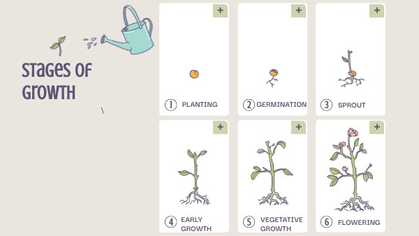 Plants stages of growth | Genially