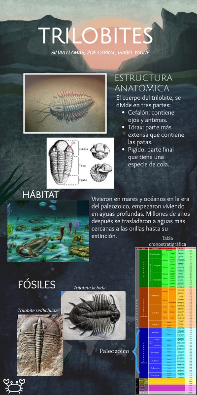 INFO TRILOBITES