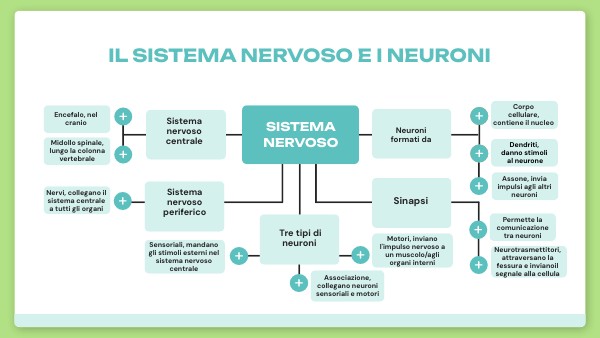 Mappa sistema nervoso e neuroni | Genially