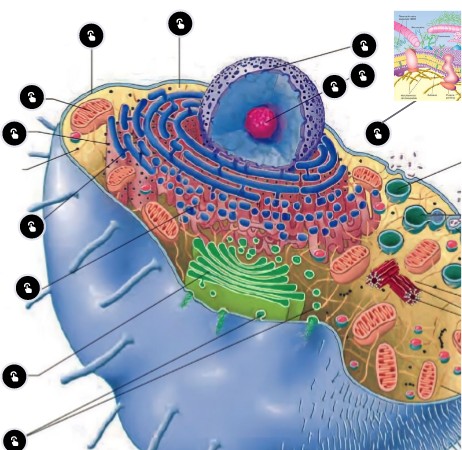 Parts de la cèl·lula | Genially