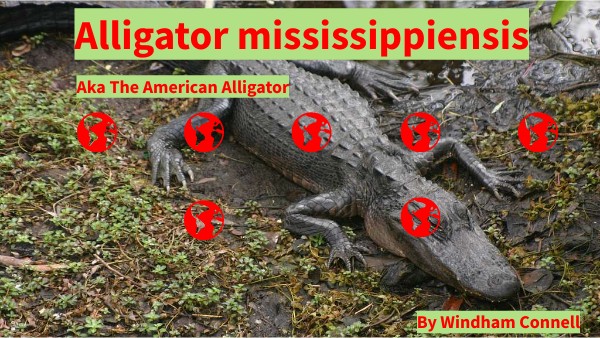 American Alligator