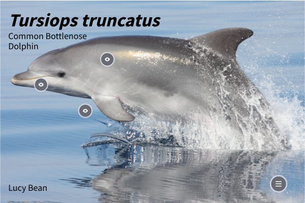 Common Bottlenose Dolphin