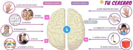 El Cerebro Para Niños Genially