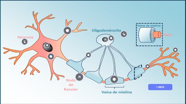 Esquema de Interacción entre Glía y Neurona | Genially