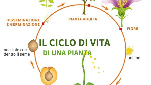 IL CICLO VITALE DI UNA PIANTA | Genially