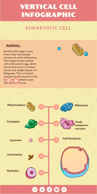 ANIMAL AND PLANT CELL | Genially