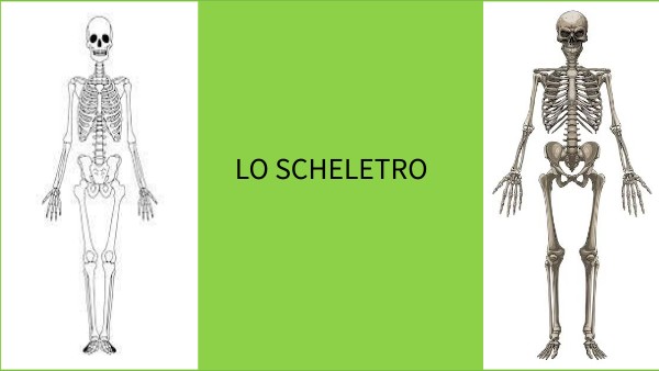 Lo scheletro | Genially