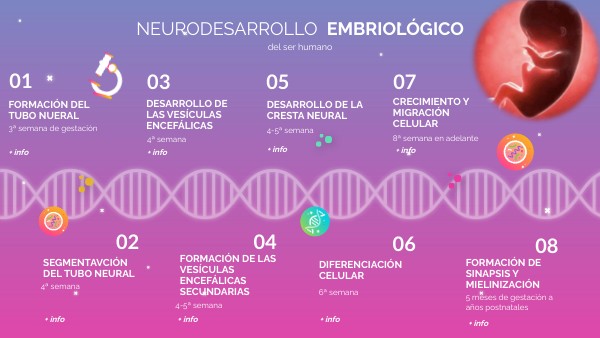 Neurodesarrollo Embriológico | Genially