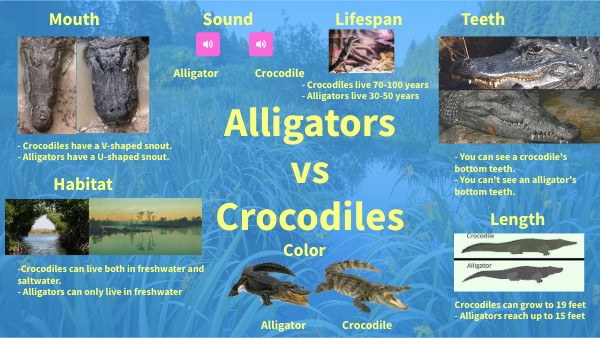 Alligators vs. Crocodiles