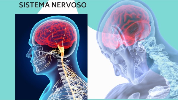 Sistema nervoso | Genially