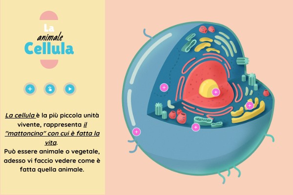 La cellula eucariote | Genially