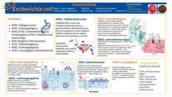 Escherichia coli | Genially