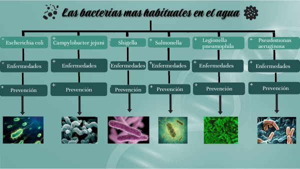 Bacterias más habituales en el agua | Genially