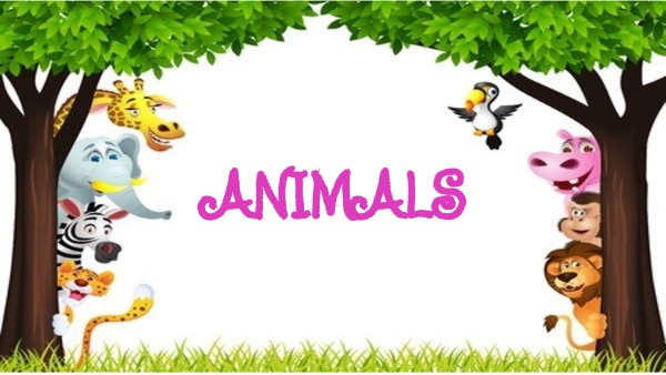 animals