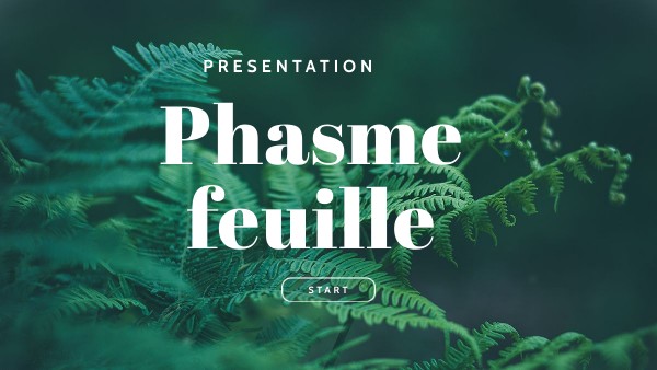 phasme feuille