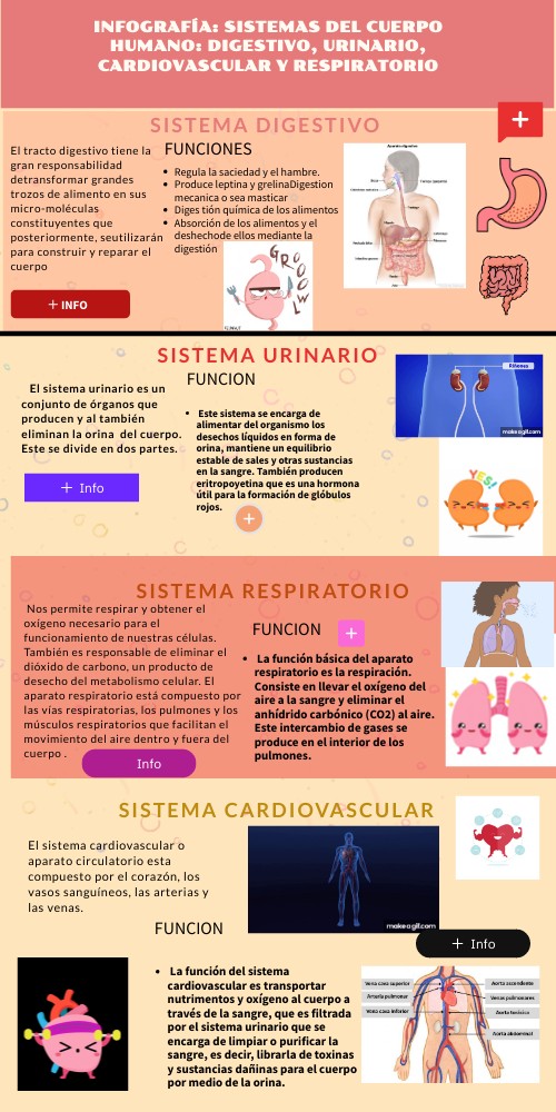 - Infografía: Sistemas del Cuerpo Humano: Digestivo, Urinario... | Genially