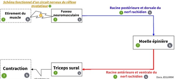 Schéma fonctionnel d'un circuit nerveux du réflexe myotatique Schéma fonctionnel d'un circuit nerveux du réflexe myotatique