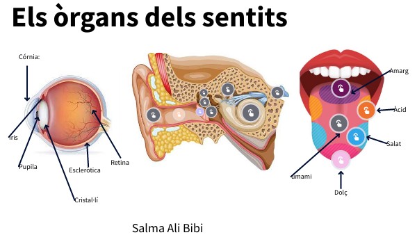 Els òrgans dels sentits | Genially