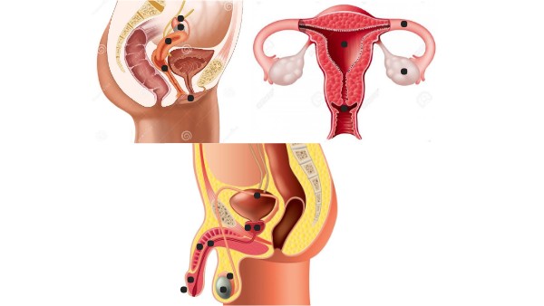 Atlas Virtual - L'aparell reproductor | Genially