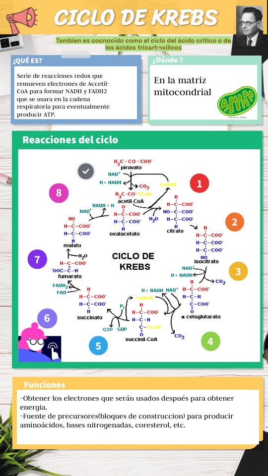 ciclo de Krebs
