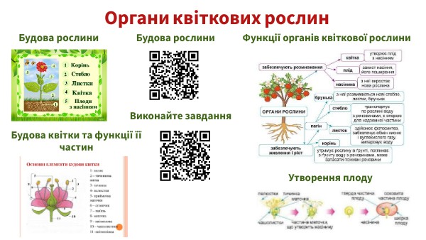 Органи квіткових рослин