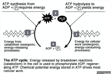 Energy Coupling Analogy