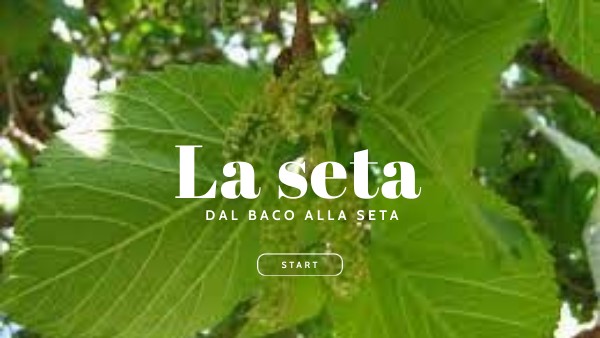 LA seta