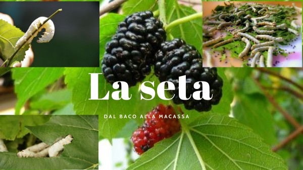 La seta | Genially