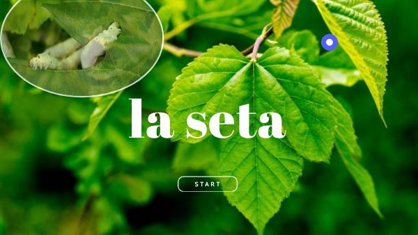 Seta