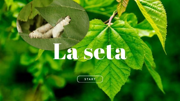 la seta | Genially