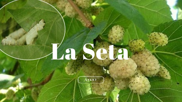 LA SETA | Genially