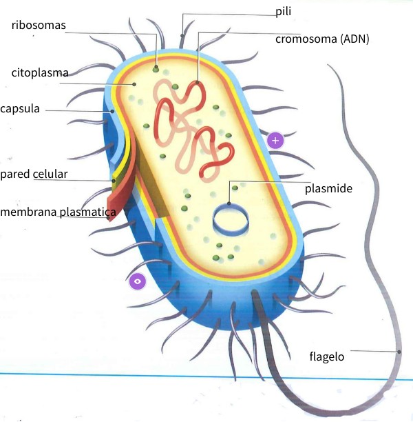bacteria de Evelyn Salazar | Genially
