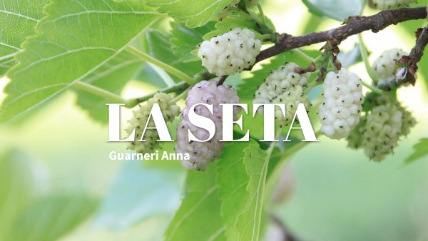 LA SETA | Genially