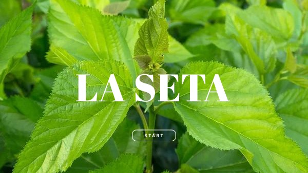 LA SETA