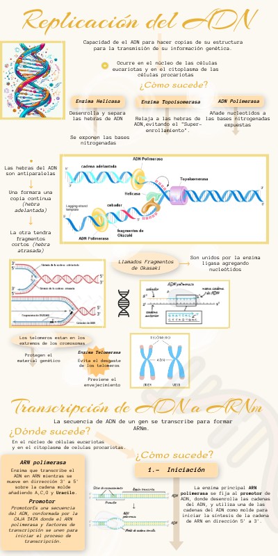 El ADN, del Gen a la Proteína | Genially