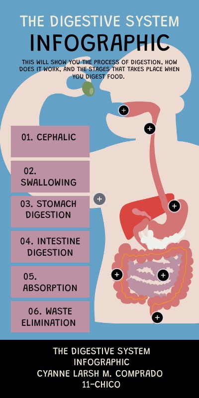 DIGESTIVE VERTICAL INFO | Genially