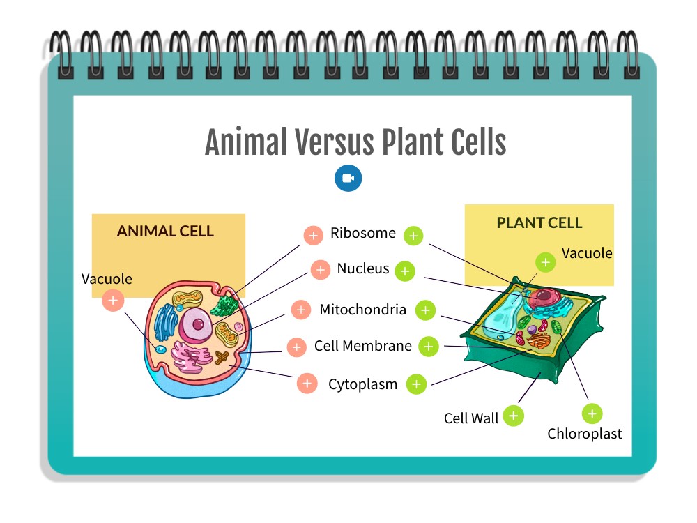 *Plant vs Animal Cells | Genially